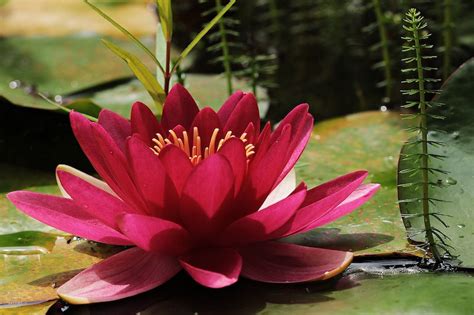 21 Awesome Pond Plants For Your Dream Water Garden