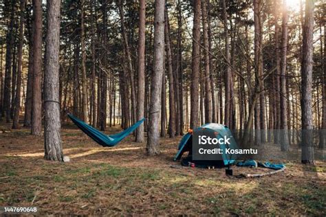 숨막히는 자연의 아름다움 숲속의 캠핑텐트와 해먹의 모습 캠핑에 대한 스톡 사진 및 기타 이미지 캠핑 해먹 소나무 침엽수