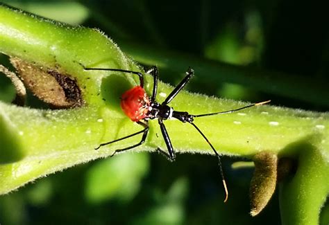 Immature Wheel Bug What S That Bug