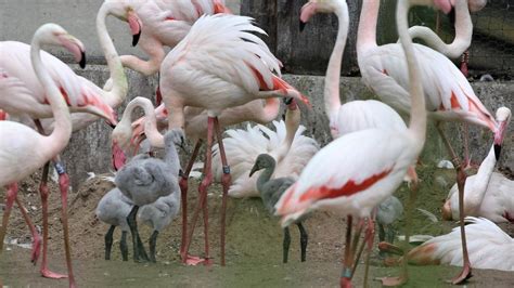 Besucher Staunen Erfurter Flamingos Brüten Direkt Am Wegesrand