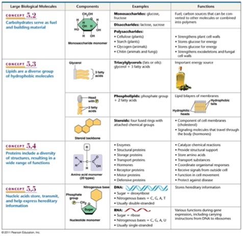 Ch 5 The Structure And Function Of Large Biological Molecules