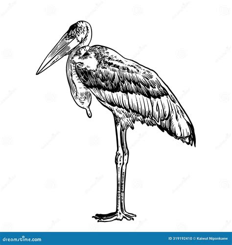 Marabou Stork Black Hand Drawn Sketch Stock Vector Illustration Of