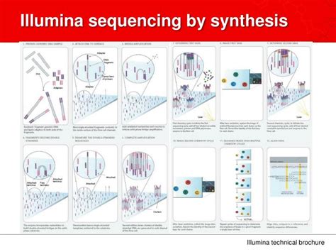Sequencing By Synthesis