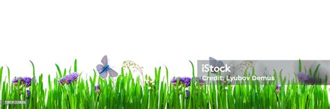 여름 작은 섬세한 보라색 꽃과 나비 나방 흰색 배경에 고립 된 밝은 녹색 잔디의 봄 배경 공간의 사본 파노라마 뷰 여름에 대한 스톡 사진 및 기타 이미지 Istock