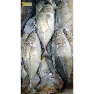Jual Ikan Kuwe Segar Ikan Kue Lilin Kg Shopee Indonesia
