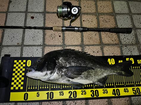 運河おじさん 船長 さんの 2023年06月24日のクロダイの釣り釣果情報 東京都 京浜運河 アングラーズ 釣果400万件の