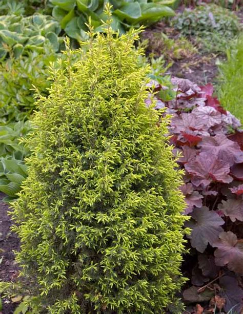 Juniperus Communis Gold Cone Common Juniper