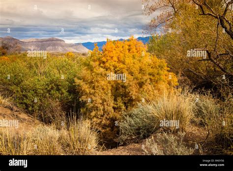 Trees Changing Color In Autumn Stock Photo Alamy