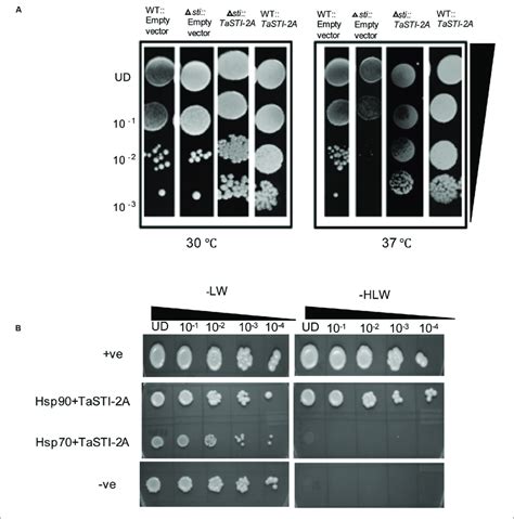Yeast Complementation And Yeast Two Hybrid A For The Yeast Download Scientific Diagram
