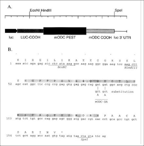 Schematic Representation Of The Pest Sequence Used To Destabilize