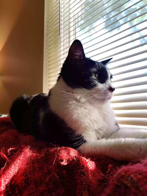 Cat Adoption In Minneapolis Mn 55414 Unknown Cat Bee