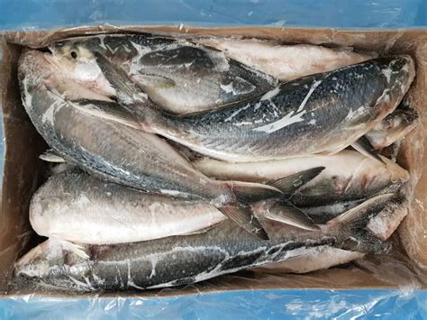 Кахавай не разделанная (австралийский лосось) - Морепродукты и рыба ...