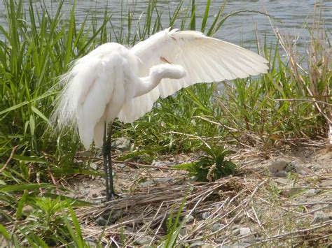 ダイサギ 亜種チュウダイサギ 2019 05 03 日本の野鳥識別図鑑