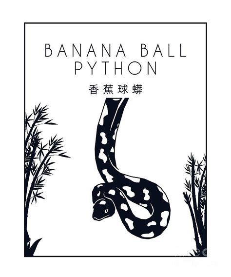 Banana Ball Python Chinese Hanzi Breeder Banana Ball Python Digital Art By Graphics Lab Fine
