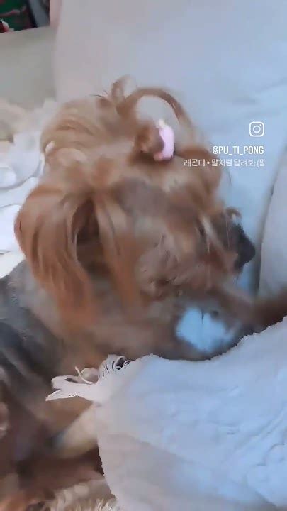 말처럼 달리고싶은13살 요키 퐁🐾🐾디기닥 디기닥 디기다닥 강아지 요크셔테리어 마음은청춘 퐁히 달려 Youtube