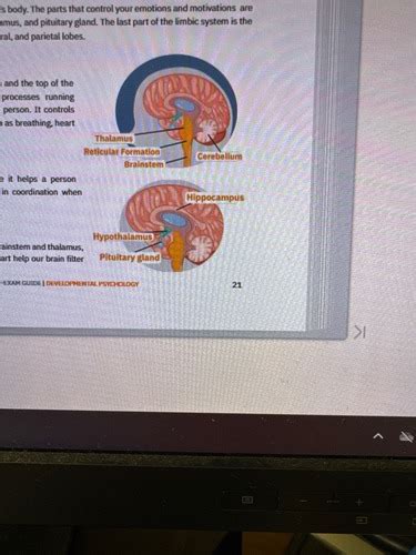 Cns Flashcards Quizlet