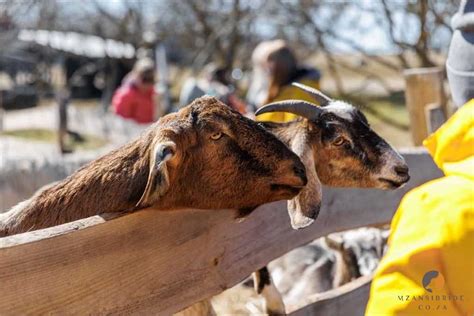 Essential Tips And Tricks For Goat Farming In South Africa A Beginner