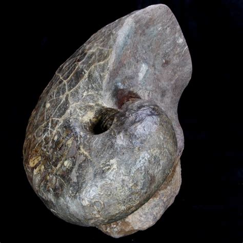 Fossiles Nautiloid Madagaskar