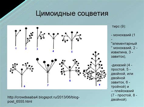 Жизненный цикл цветковых растений - online presentation