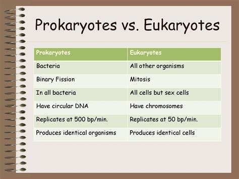 Mitosis Ppt Download