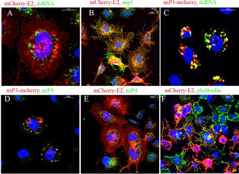 IF Analysis Of C6 36 Cells Infected With FP Tagged Viruses C6 36 Cells