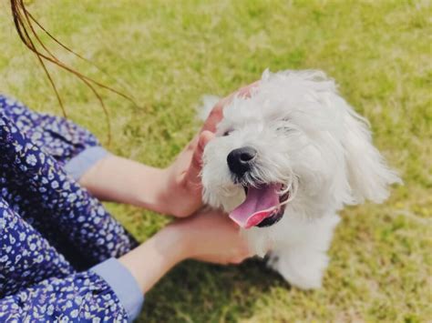 【夢占い】白い犬の夢が持つ意味は？幸運のスピリチュアルサイン！？