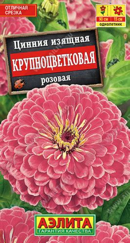 Цинния Крупноцветковая розовая
