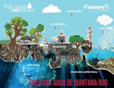Ciclo Del Agua De Quintana Roo Infografia Agua Org Mx