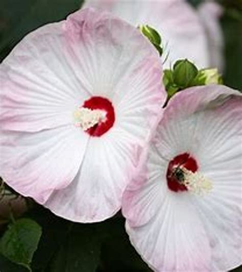 Luna Pink Swirl Hardy Hibiscus