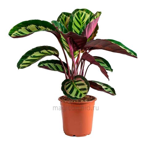 Калатея розеопикта Кора, Calathea roseopicta Cora купить в Москве ...