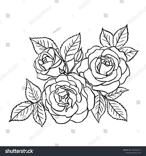 Rose Sketch Black Outline On White Stock Vector Royalty Free