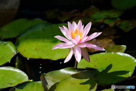 可憐な花 By Pinbokepapa （id：9770997） 写真共有サイトphotohito