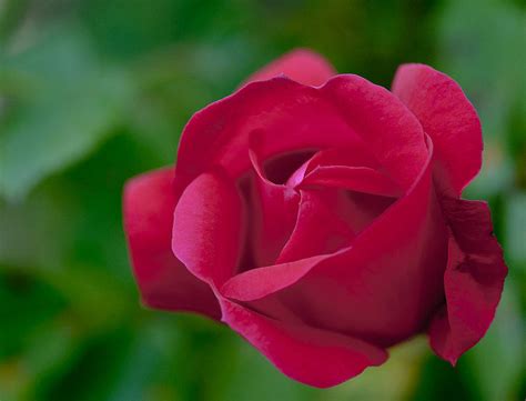 Red Rose Photograph By Rick Hartigan Fine Art America
