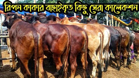 23 September 2022 রিপন কাকার কিছু বাছাইকৃত চমক দেখালেন শাহীওয়াল ষাঁড়