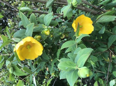 Hypericum ‘rowallane Irish Garden Plant Society