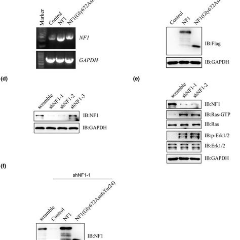 Mutation Of Nf1 Cause Hyperactive Raserk Signaling Schematic View Of