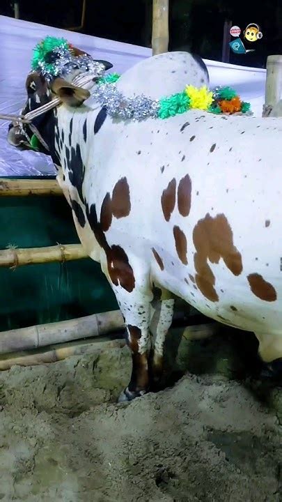 কোরবানির গরুর হাট Youtube