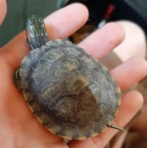 Red Eared Slider Shell Rot Signs Symptoms Recovery Treatment