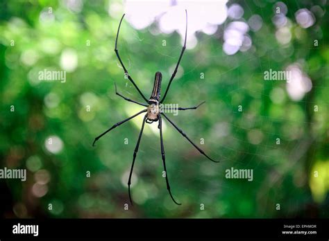 Giant Golden Silk Orb Weaver Spider Nephila Pilipes In Tropical Rain