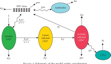 Figure 1 From Mathematical Analysis And Clinical Implications Of An Hiv