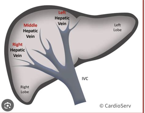 Liver Quiz Flashcards Quizlet