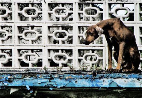Sherlyn Perros Sufren En Las Azoteas Déjalos Entrar Peta Latino