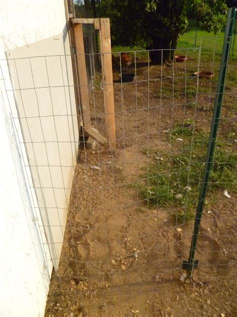Field Fencing And T Post Gates Backyard Chickens Learn How To Raise