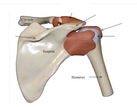 Posterior Shoulder Joint Quiz