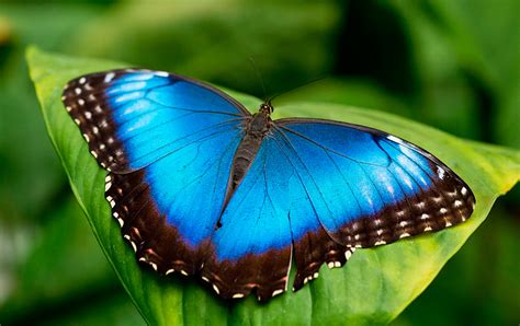 Animales Bonitos Los 20 Animales Más Hermosos Del Mundo