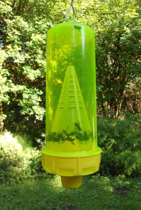 How To Trap A Yellow Jacket In The House At Jesus Hall Blog