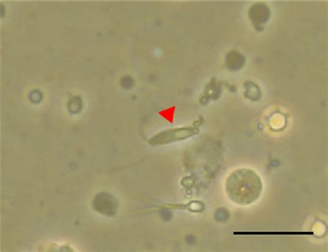 Figure 1 From Development Of Feline Embryos Produced By Piezo Actuated