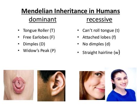 patterns of inheritance mendelian inheritance