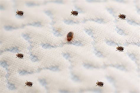 Can Bed Bugs Live On Air Mattress Must Read This First Mattress Vela