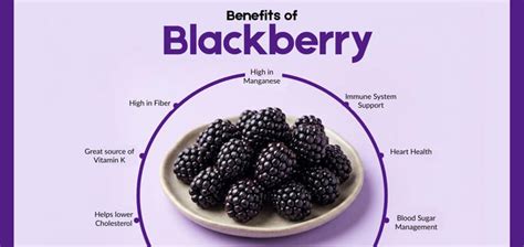 7 Health Benefits Of Blackberry Nutrition Uses And Perks